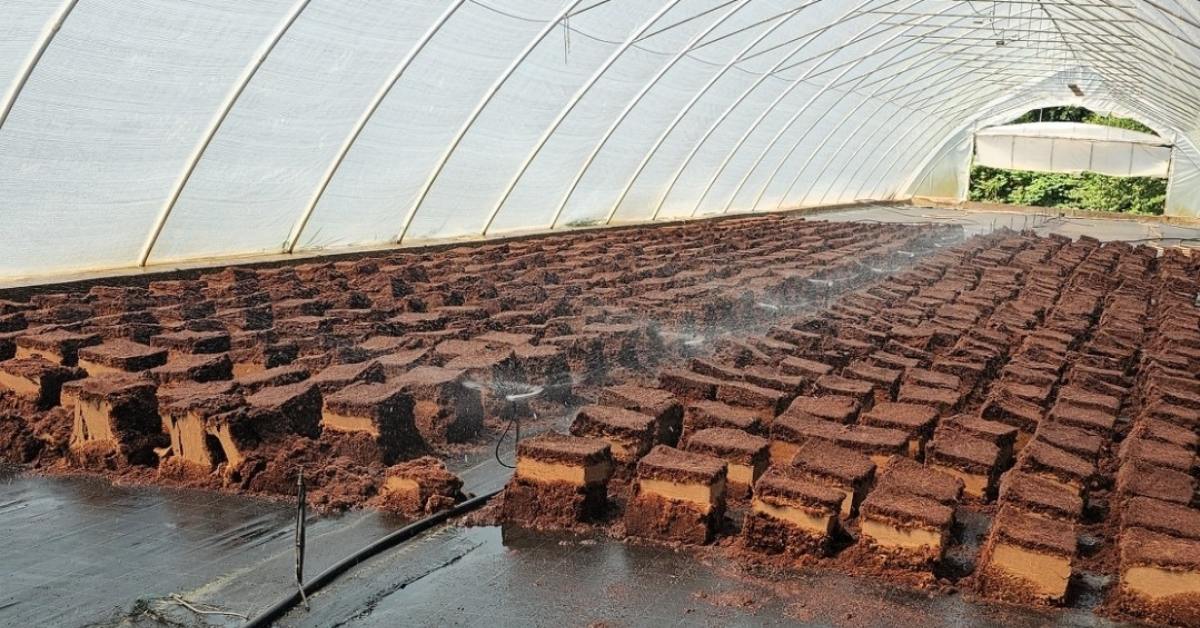 Zašto Kokosov supstrat – Top 20 Prednosti Kokosovog Supstrata